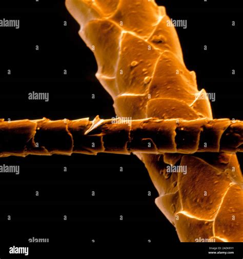 Cat Hairs Coloured Scanning Electron Micrograph Sem Of Shafts Of Cat Hairs Cat Hair Is A