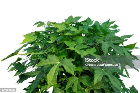 복사 공간과 클리핑 경로와 고립 된 흰색 배경에 꽃의 부시 0명에 대한 스톡 사진 및 기타 이미지 0명 관목 꽃 나무