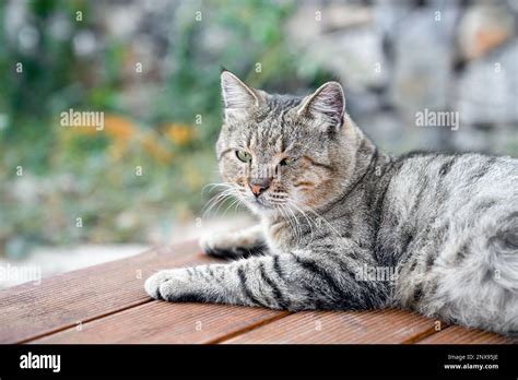 Grey Spotted Cat Lies Relaxed On Floor Of Veranda On Background Of