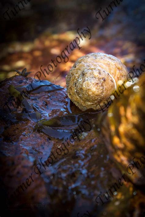 Sea Shell Turner Photography