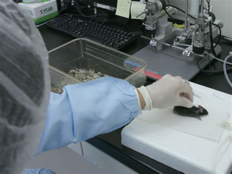 Video Automated Long Term Behavioral Assay For Cognitive Functions In Multiple Genetic Models