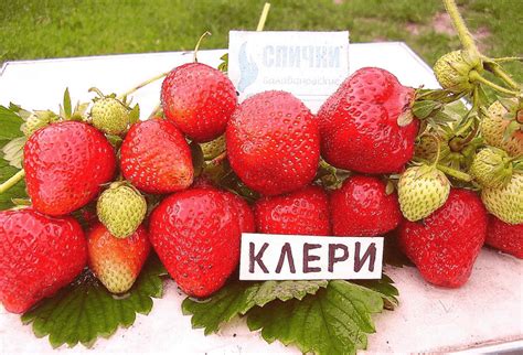 Клубника Клери: описание сорта, фото и отзывы садоводов | Дачный участок