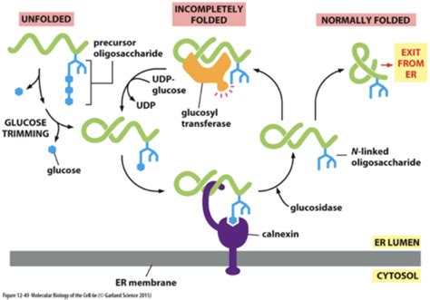 Lecture 12 The Secretory Pathway Flashcards Quizlet