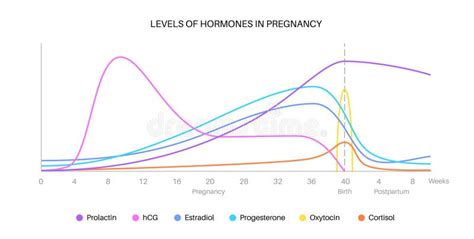 Estrogen Levels In Pregnancy Chart
