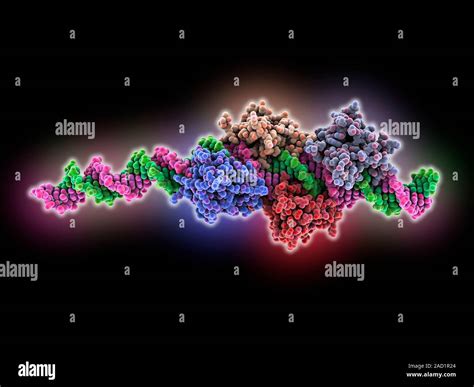 Molecular Model Of Interferon Regulatory Factor 3 Irf3 Bound To A Dna Deoxyribonucleic Acid