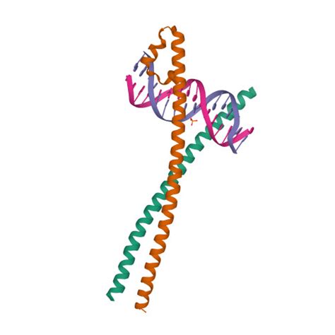 Rcsb Pdb 2wt7 Crystal Structure Of The Bzip Heterodimeric Complex Mafb Cfos Bound To Dna