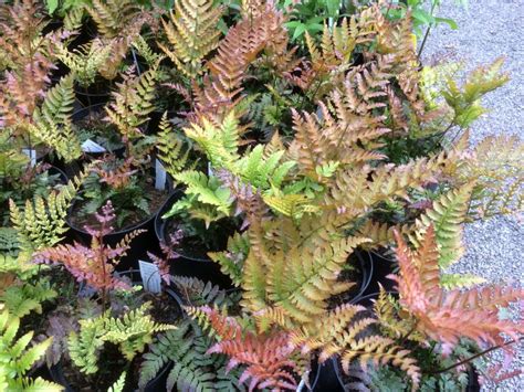 Dryopteris Erythrosora Agm Seed