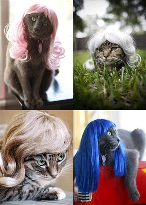 Four Pictures Of Cats Wearing Wigs And Cat Hair One In The Process Of