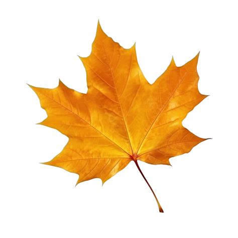 Autumn Falling Leaf Isolated 26847618 Png