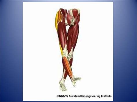 Kinetics And Kinematics Of Gait PPT Physics Science