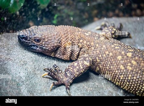 The Mexican Beaded Lizard Heloderma Horridum Is A Species Of Lizard