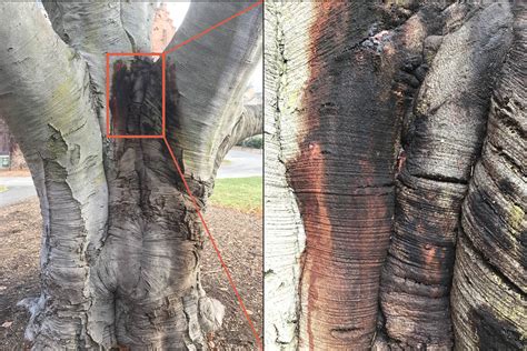 Landscape Phytophthora Bleeding Canker Umass Center For Agriculture