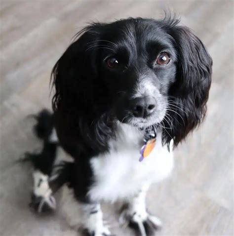 Understanding The Cocker Spaniel Dachshund Mix Breed