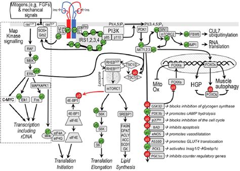 Cross Talk Between Insulin Igf And Ras Raf Erk Map Kinase Signalling Download Scientific