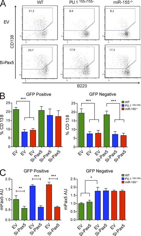Forced Reduction Of Pax5 Expression Rescues The Plasma Cell