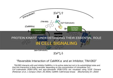 Protein Kinase Understanding Their Essential Role In Cell Signaling Medshun