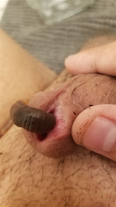 Insects Bugs Worms Maggot Snail Sex MOTHERLESS COM