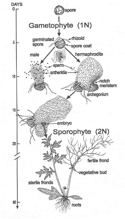 I C Fern Life Cycle Download Scientific Diagram