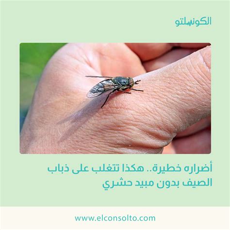 أضراره خطيرة هكذا تتغلب على ذباب El Consolto الكونسلتو