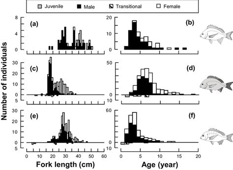 Sex Specific Length Frequency And Age Frequency Distributions Of