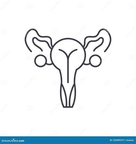 Female Genitals Line Icon Concept Female Genitals Vector Linear