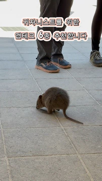 바쁜 직딩 귀차니스트들도 하는 걷기앱 앱테크 6종 추천 앱테크 짠테크 Youtube