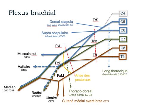 Muscles Clés Enmg En Mpr