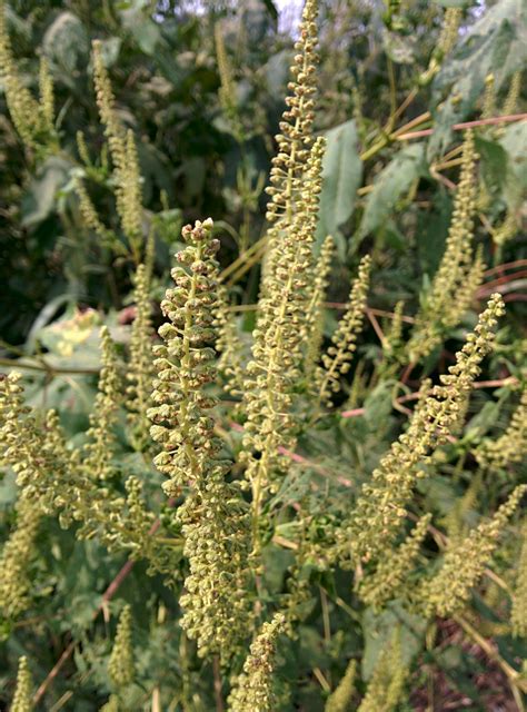 Img 20150920 125500  달뿌리풀 깨 닮은 풀 꽃 돼지풀