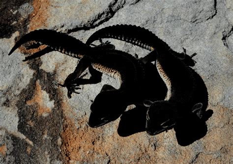 Book Review The Leopard Gecko Advisor Gecko Time