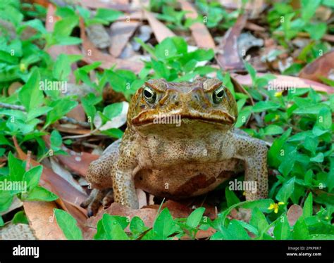 Green Toad Rhinella Marinus Introduced Species Adult Sitting Amidst