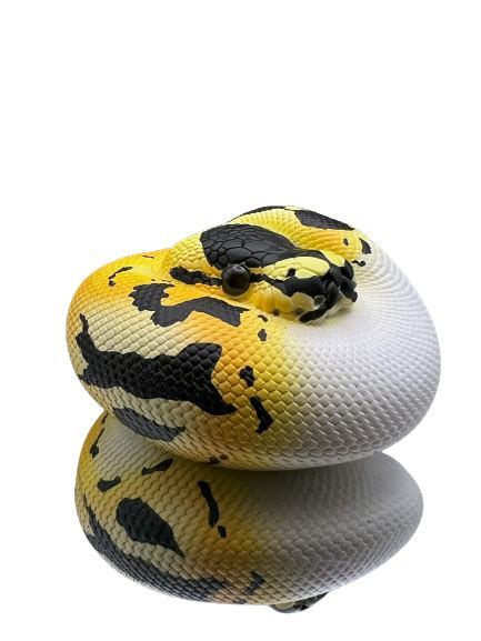 Python Regius “pied” Herpinges