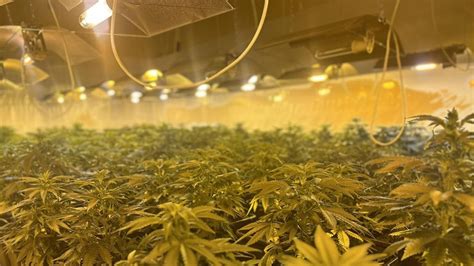 Разбиха две наркооранжерии във Варна Новини бг