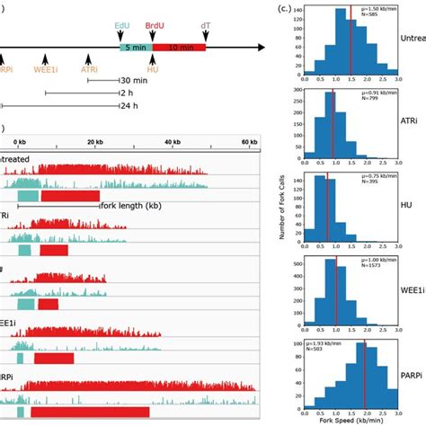 Replication Stress Signatures Stratify Cells By Treatment A Each
