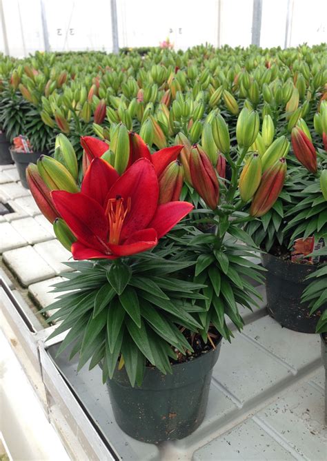 Tiny Rocket Zabo Plant