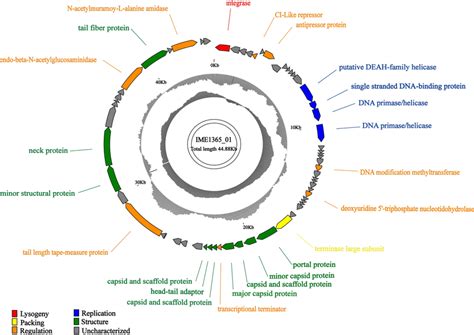 Genome Map Of Phage Ime136501 The Outermost Circle Represents Orfs