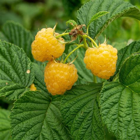 Buy Fall Gold Raspberry Plants For Sale Golden Raspberries Perfect