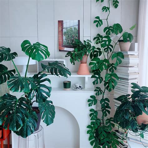 07화 식물이 처음이라면 몬스테라