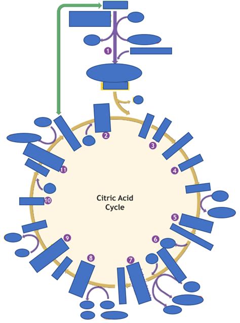 Citric Acid Cycle Diagram Quizlet