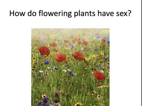 Sex In Microbes And Plants Lecture 3