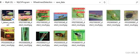 基于yolov8深度学习的智能小麦害虫检测识别系统【python源码pyqt5界面数据集训练代码】目标检测、深度学习实战小麦病虫害检测