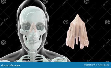 Location Of Ethmoid Bone In Human Stock Image 229807219