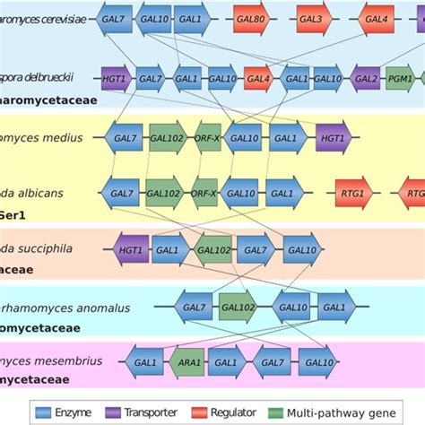 Genomic Organization Of Gal Gene Clusters In Different Budding Yeast Download Scientific