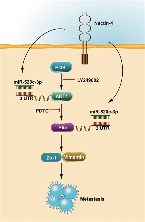 A Proposed Schematic Model The Nectin 4 Regulates Emt Via