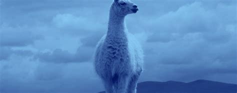 What Is The Difference Between A Llama And An Alpaca Dictionary Com