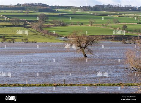 Tree In Flooded Fields Stock Photo Alamy