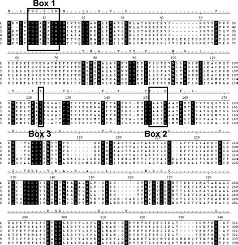 Multiple Sequence Alignments Of Udp Glucose 4 0 Epimerase Gale