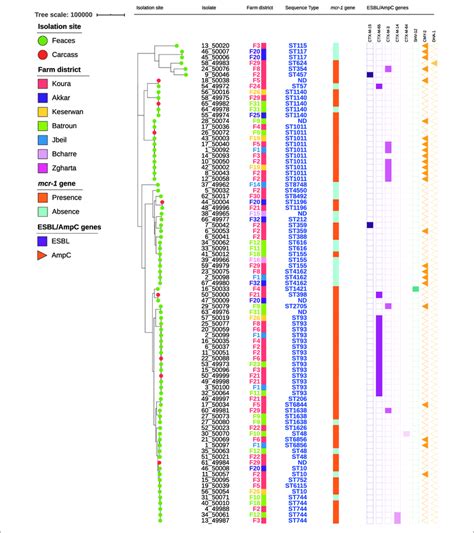 Maximum Likelihood Phylogeny Of E Coli Isolates From Poultry The