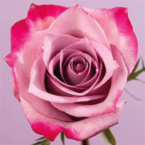 Rosas Flowers Of Colombia