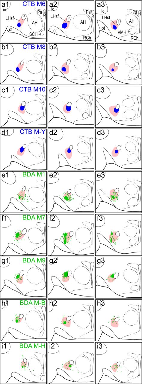 Mapping Of Ctb And Bda Injection Sites Drawings Showing The Extent Of