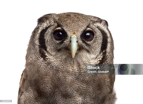 Verreaux 왜고너의 수리부엉이bubo Lacteus 3 세 0명에 대한 스톡 사진 및 기타 이미지 0명 갈색 깃털 Istock
